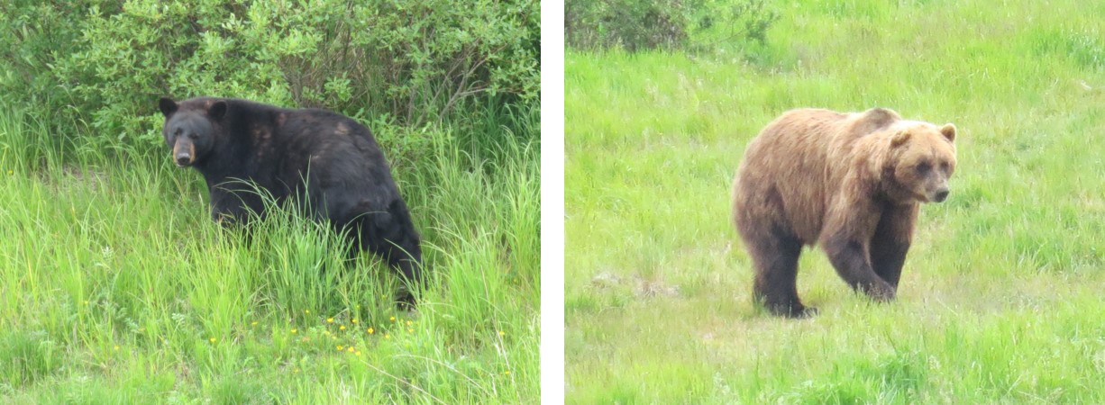 Top 5 wild animals to see in Alaska - LBL Travel