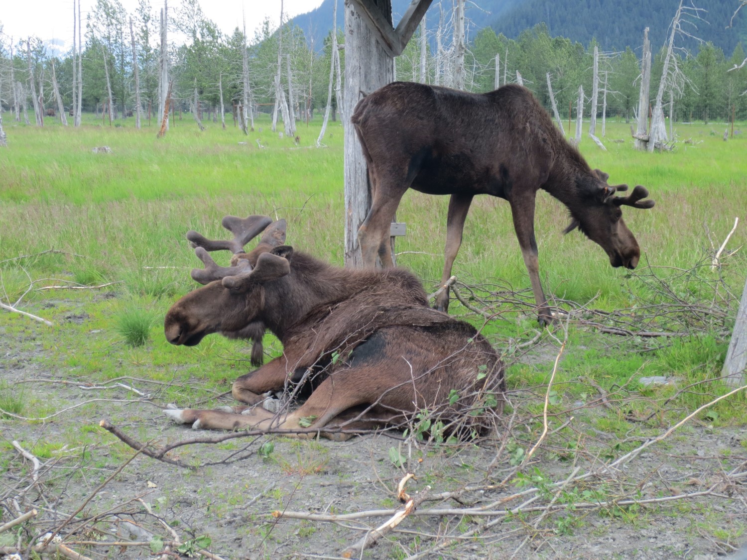 Top 5 wild animals to see in Alaska - LBL Travel